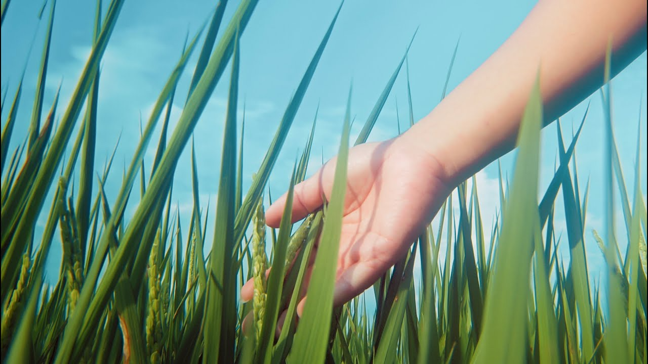 台北市政府《來稻關渡》- PaPiin